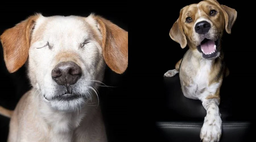 Ensaio Mostra A Beleza De Animais Doentes E Deficientes | Bau Das DICAS